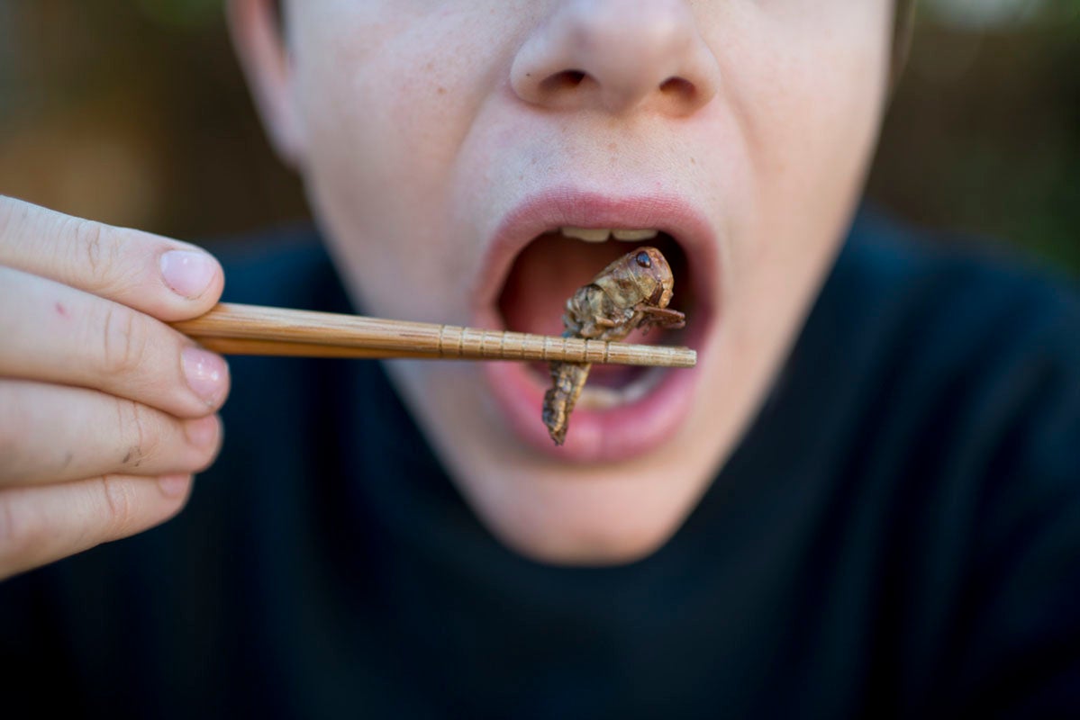 Cocina con insectos, la cocina gourmet del futuro | Guía Repsol | Guía ...