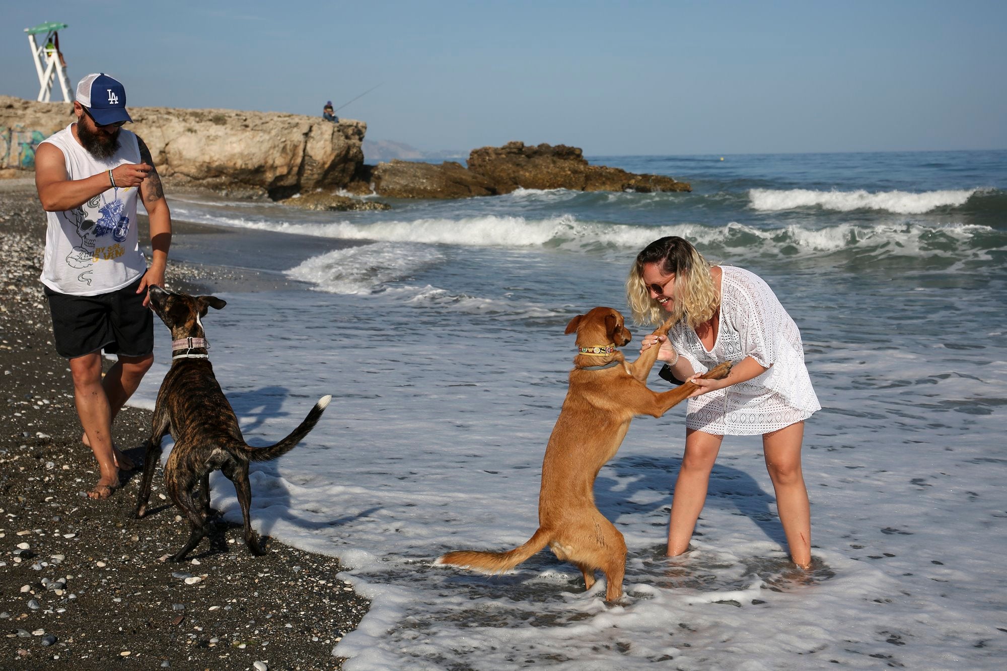 Las Costas Del Golfo Permiten Perros En La Playa