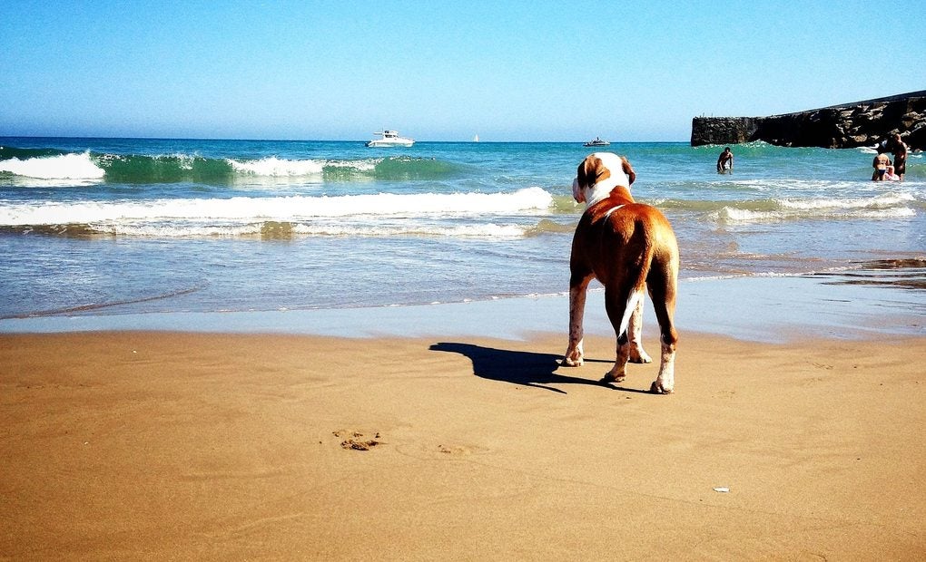 Playas para ir con tu perro | Guía Repsol | Guía Repsol