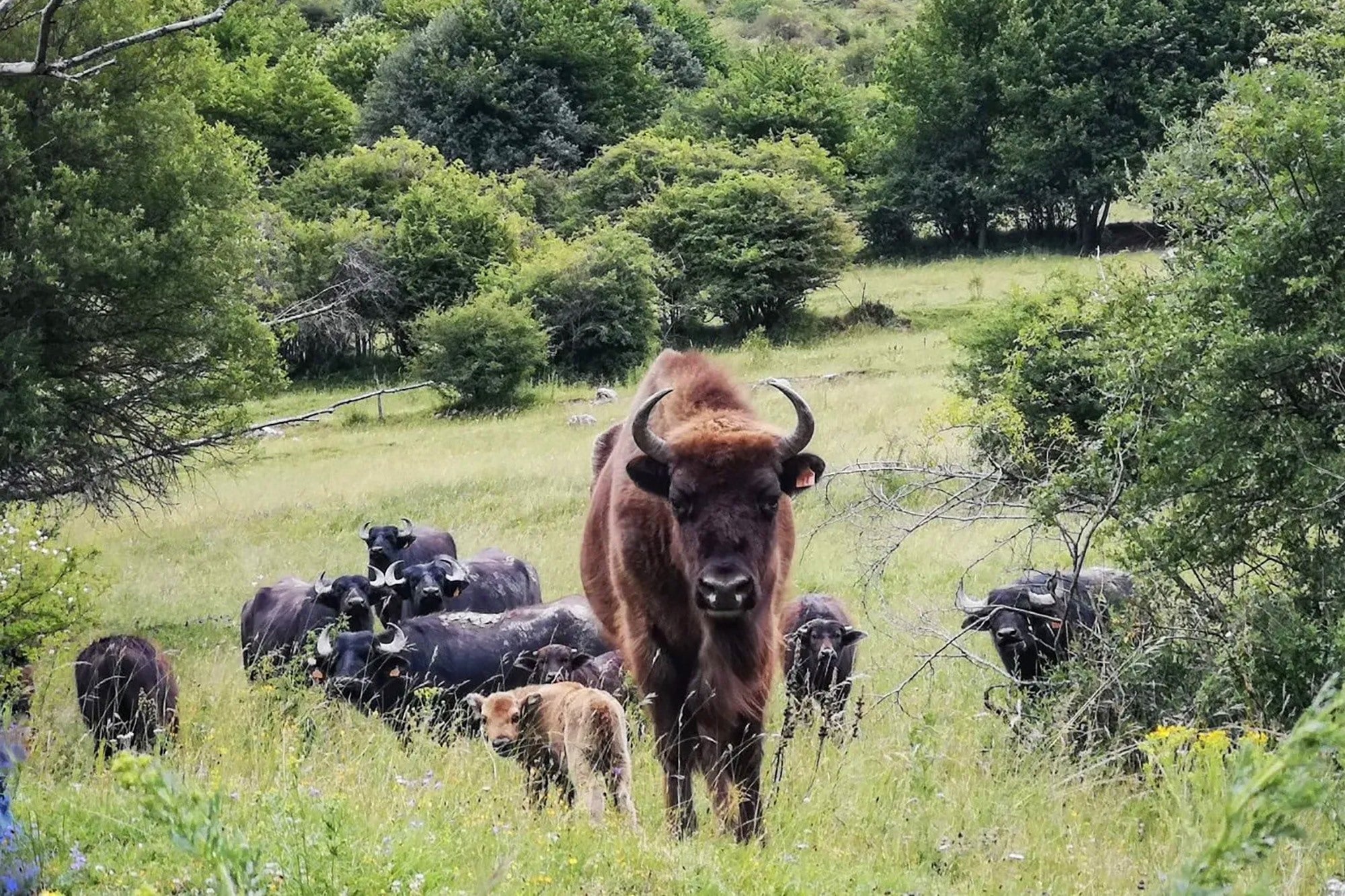 Bisontes, búfalos y caballos en Riaño: un safari al Paleolítico | Guía ...