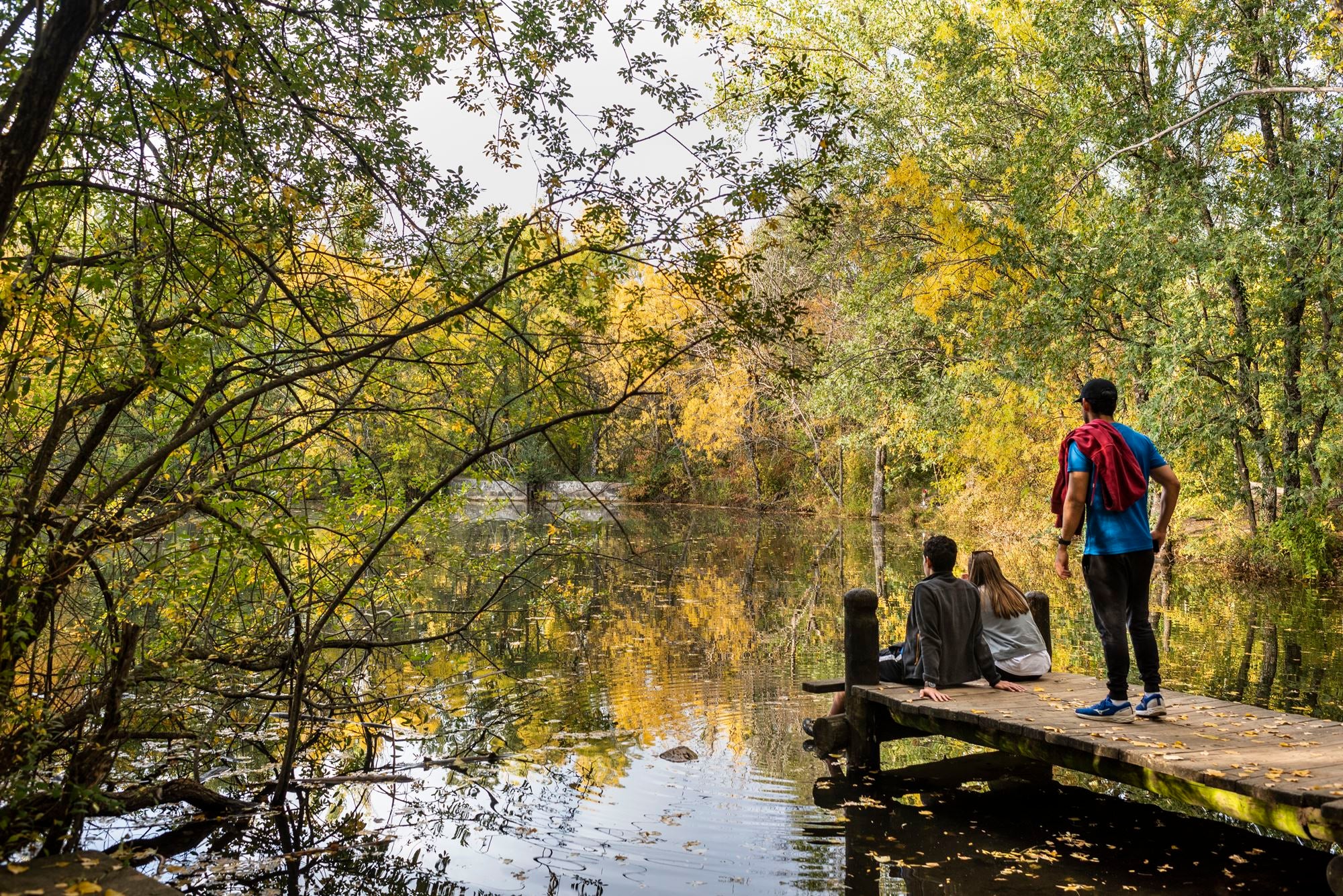Los secretos del Bosque Finlandés: del 'Quijote’ a las ovejas negras de ...