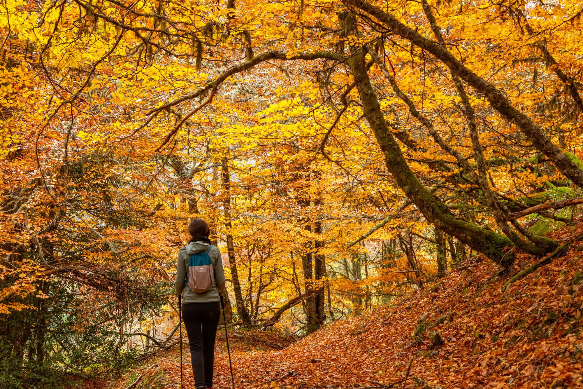 Otoño en el Hayedo de Monasterio de Hermo (Cangas del Narcea) | Guía Repsol