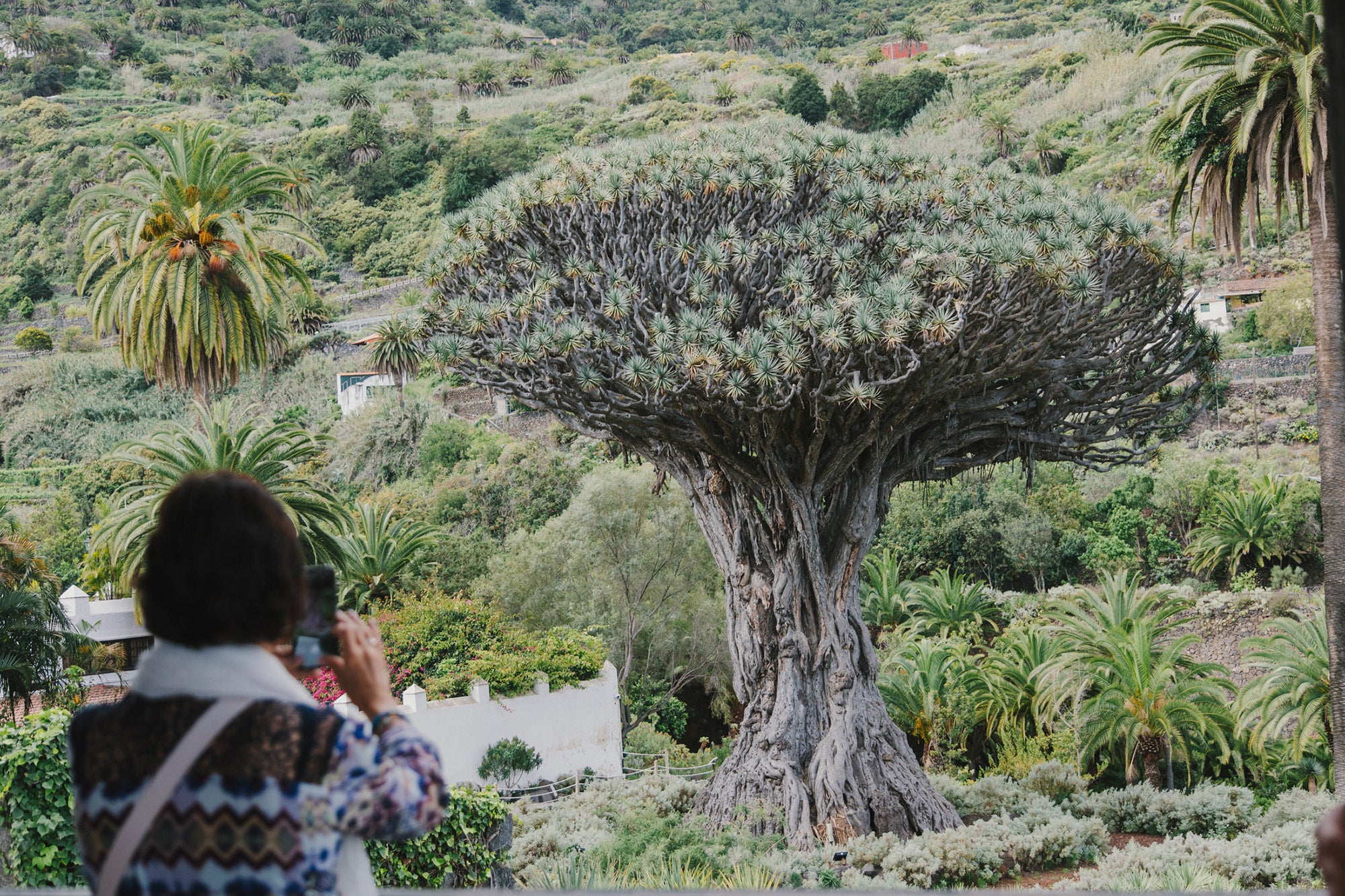 Qué ver en Icod de los Vinos (Tenerife) | Guía Repsol
