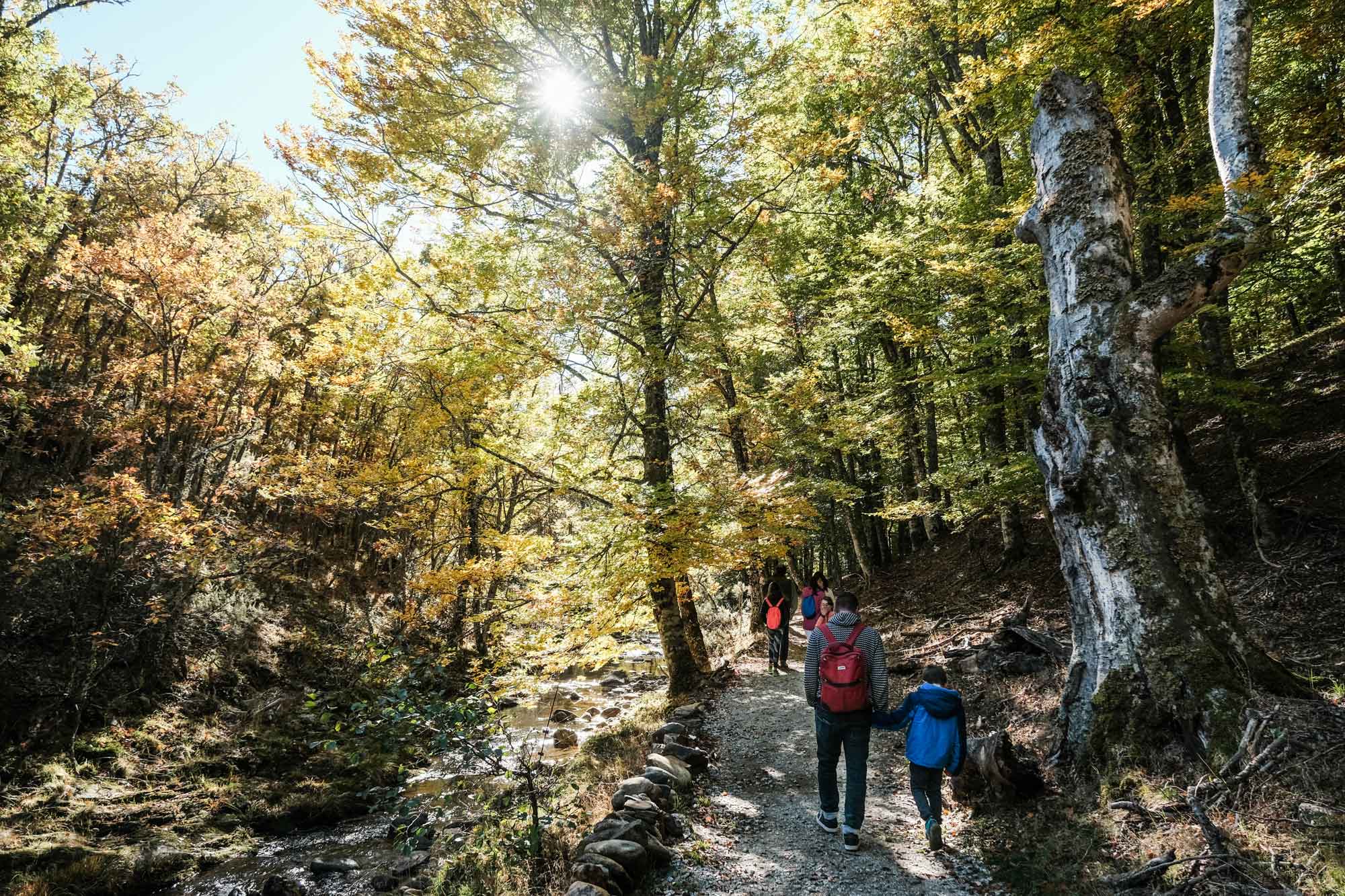 Visita al Hayedo de Montejo (Sierra del Rincón, Madrid) | Guía Repsol ...