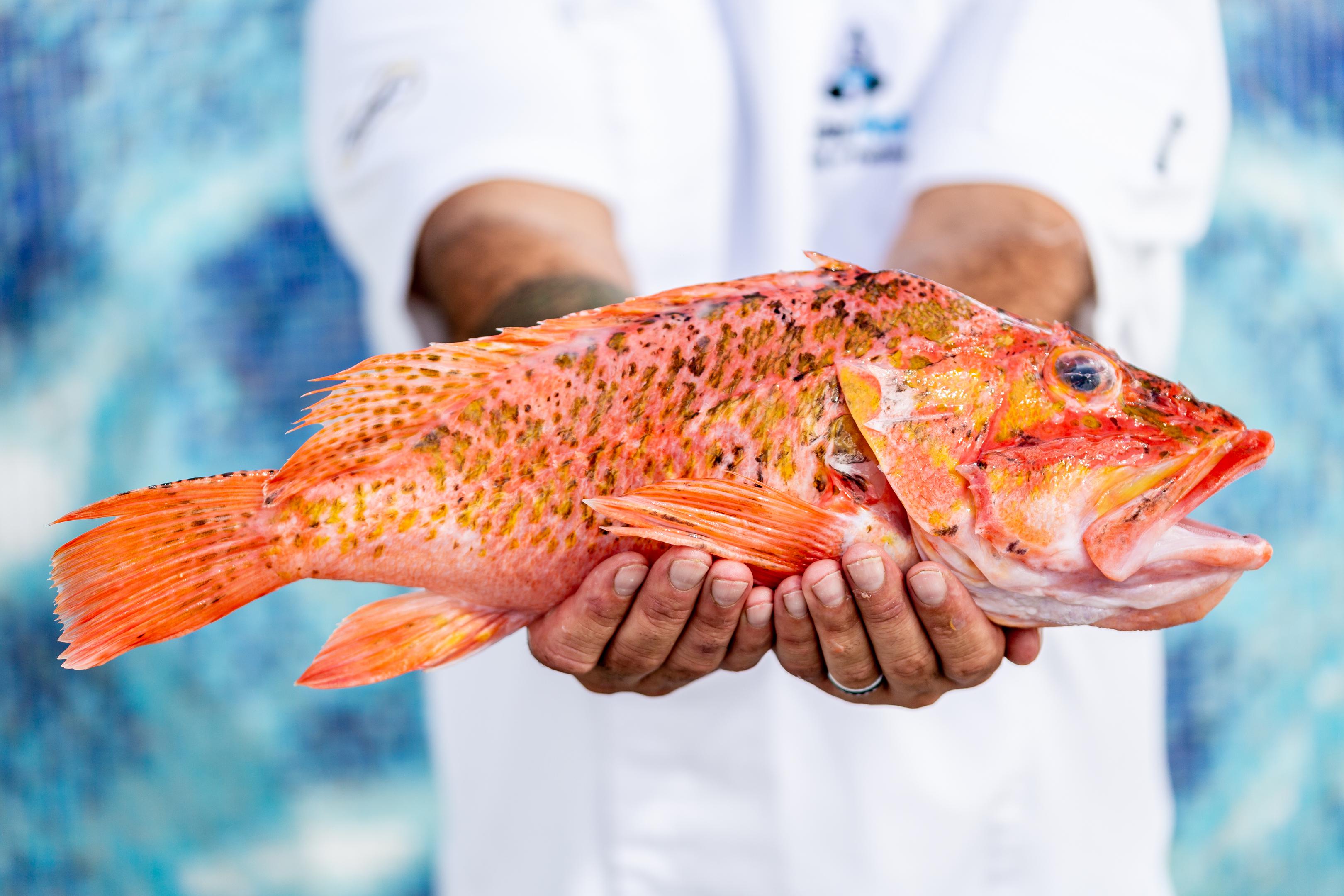 Restaurante Starfish Atlantic Grill en Adeje | Guía Repsol