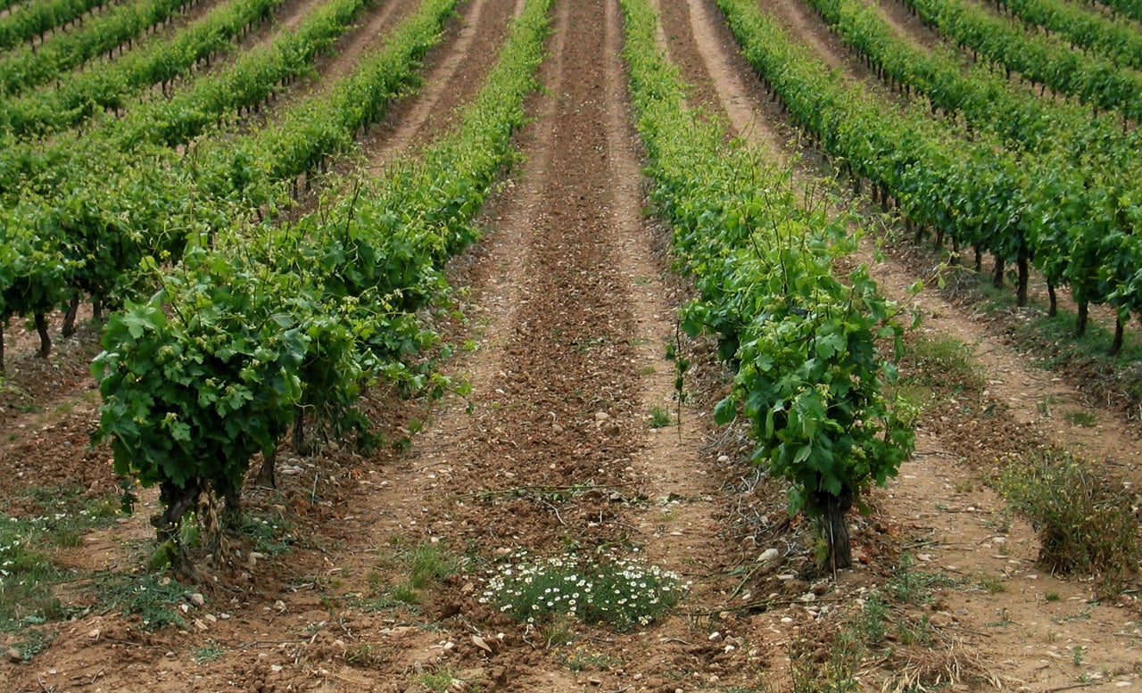 Azagra (Navarra) - Planes e información turística | Guía Repsol