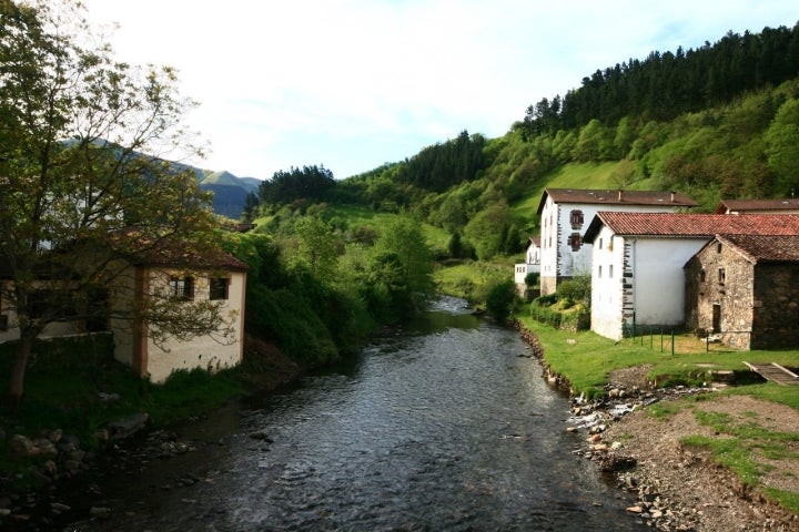 Recoger setas en los bosques de Goizueta (Arkituzka, Navarra) | Guía Repsol